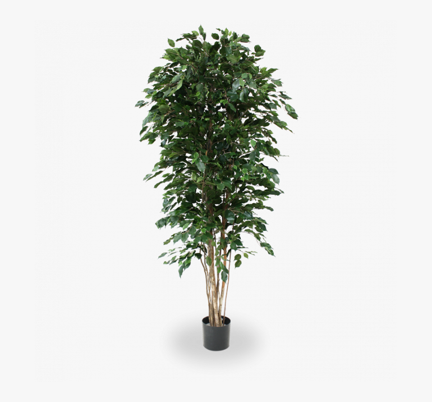 Transparent Ficus Tree Png, Png Download , Transparent Png Image - PNGitem