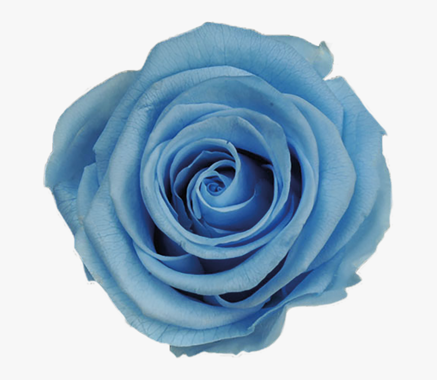 Hd Ice Rose Light Blue, HD Png Download , Transparent Png Image - PNGitem