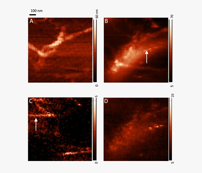 Gold Flare Png, Transparent Png , Transparent Png Image - PNGitem