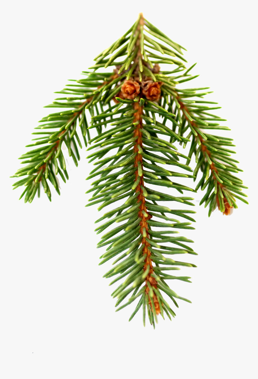Pine Tree Leaves Png