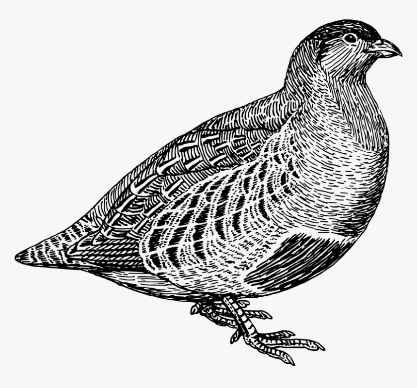 Big Bird Png, Transparent Png , Transparent Png Image - PNGitem