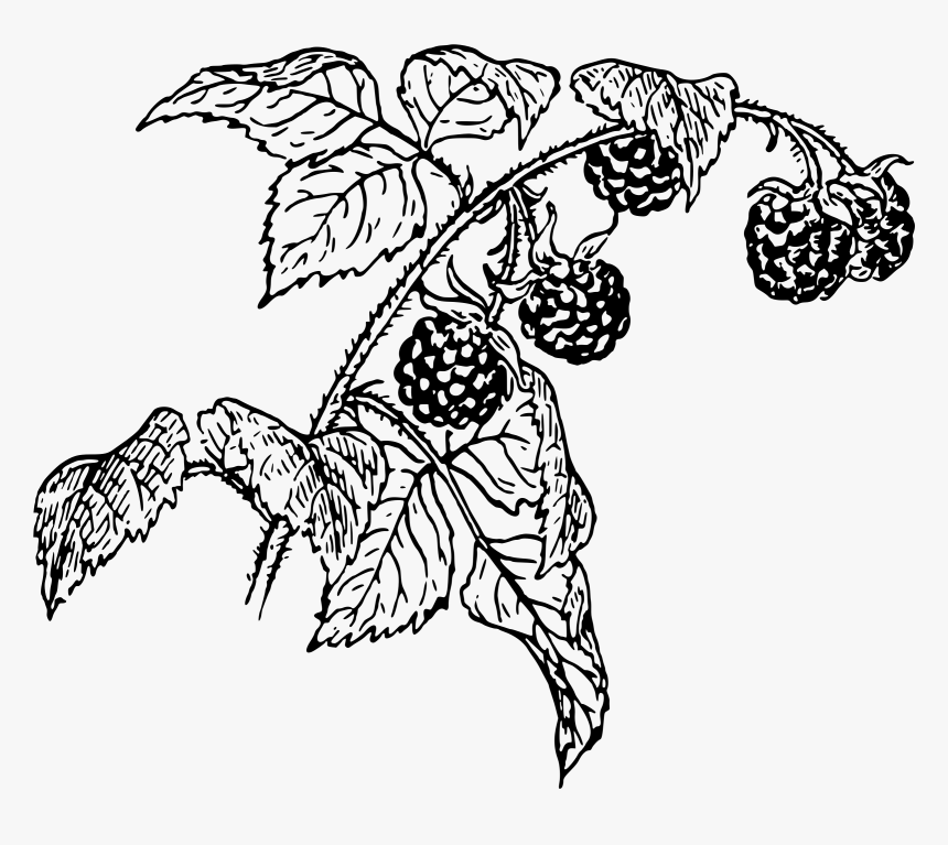 Raspberry 3 Clip Arts, HD Png Download , Transparent Png Image - PNGitem