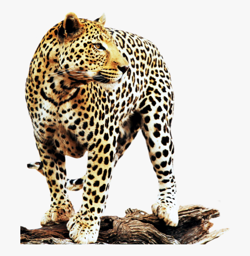 Transparent Baby Leopard Clipart, HD Png Download , Transparent Png ...