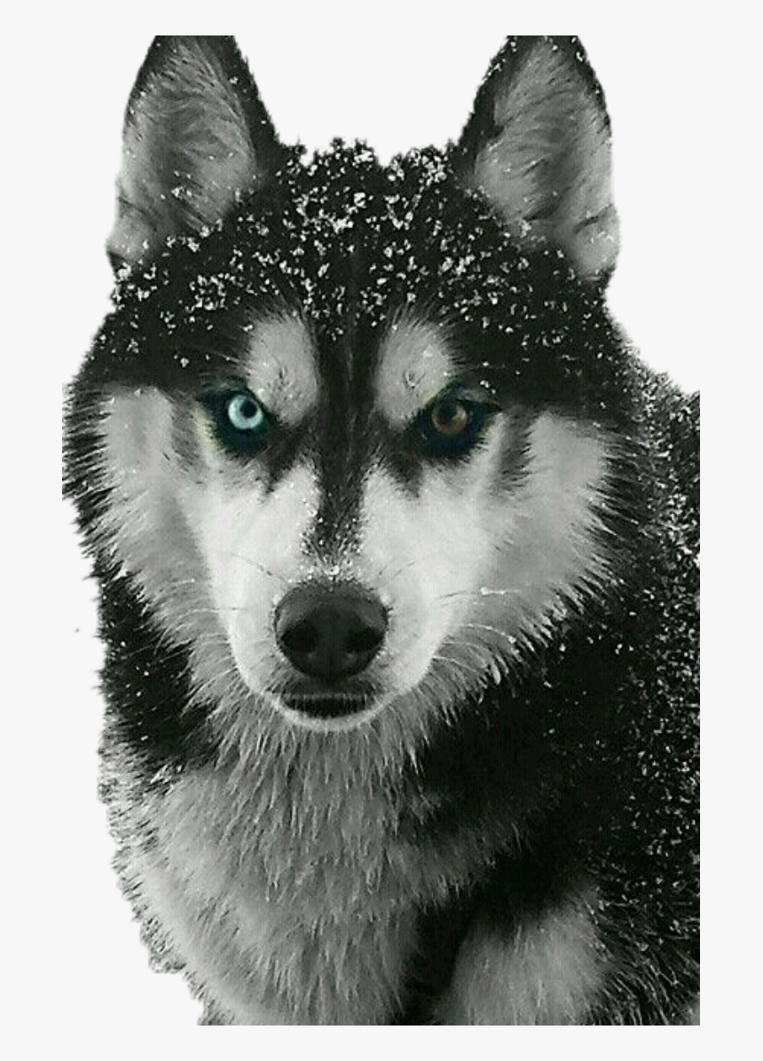 Transparent Husky Puppy Png, Png Download , Transparent Png Image - PNGitem