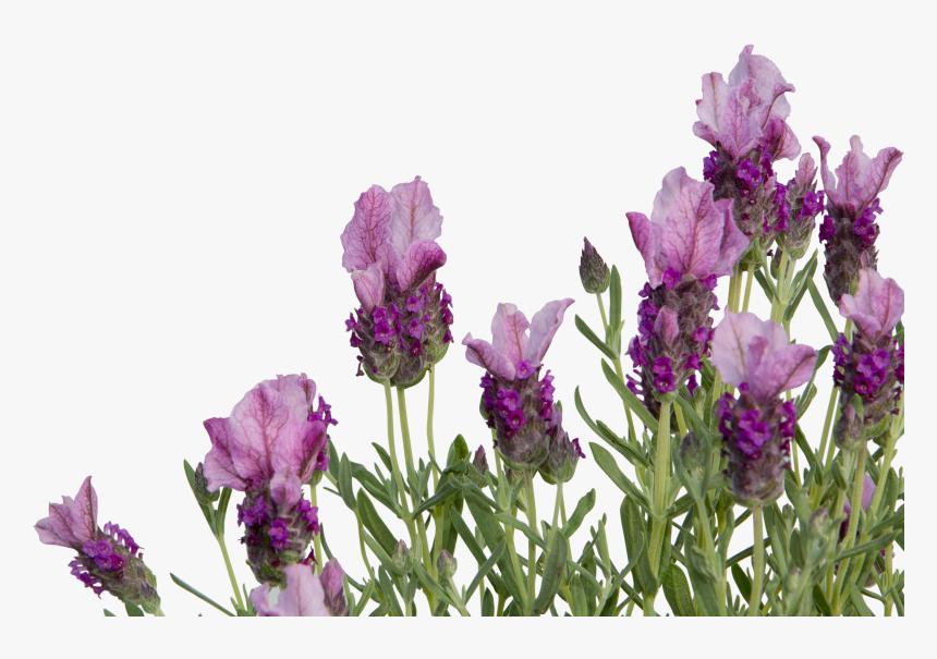 Flower Plant Top View Png, Transparent Png , Transparent Png Image ...