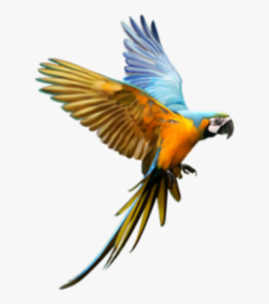 Birds Png Hd, Transparent Png , Transparent Png Image - PNGitem