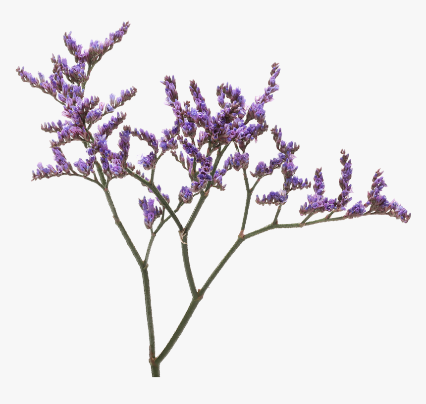 Flower Plant Top View Png, Transparent Png , Transparent Png Image ...