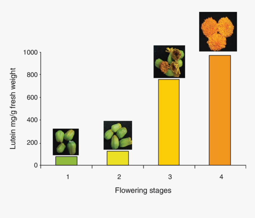 Lutein Content In Different Flowering Stages Of Marigold, HD Png ...