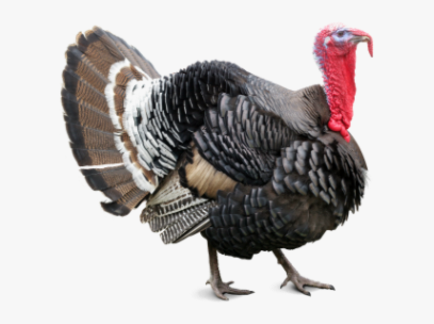 Thanksgiving Turkey Png, Transparent Png , Transparent Png Image - PNGitem