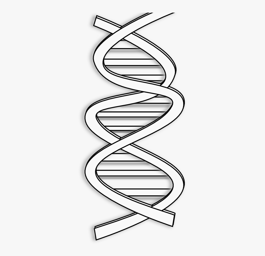 Dna Clipart, HD Png Download , Transparent Png Image - PNGitem