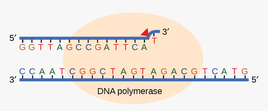 Illustration Shows Dna Polymerase Replicating A Strand, HD Png Download ...