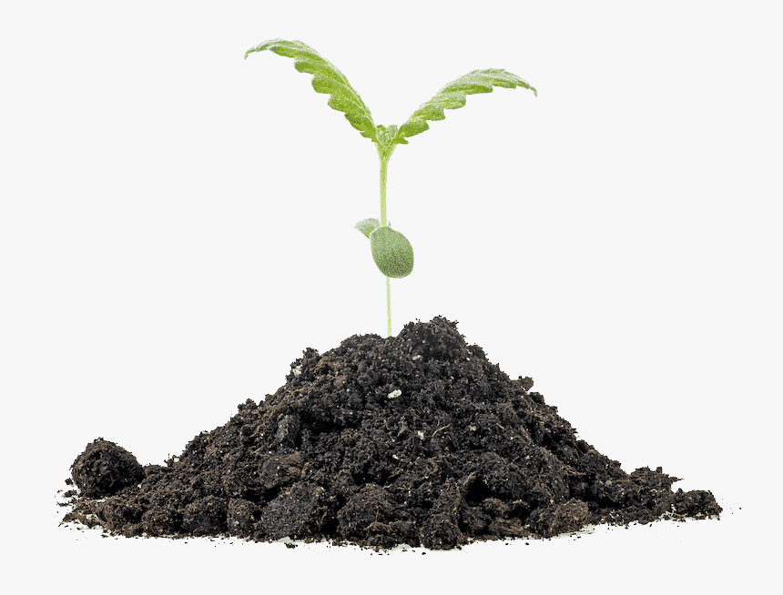 Weed Plant Png, Transparent Png , Transparent Png Image - PNGitem