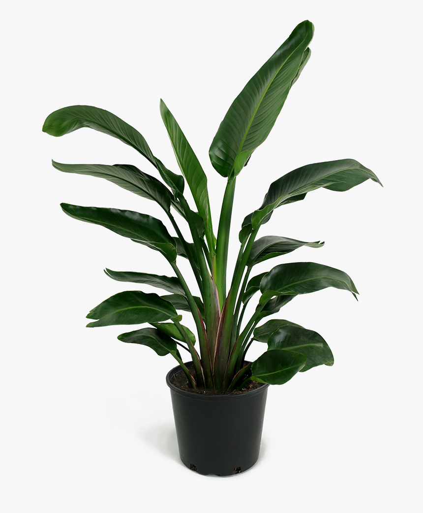 Transparent House Plant Png, Png Download , Transparent Png Image - PNGitem