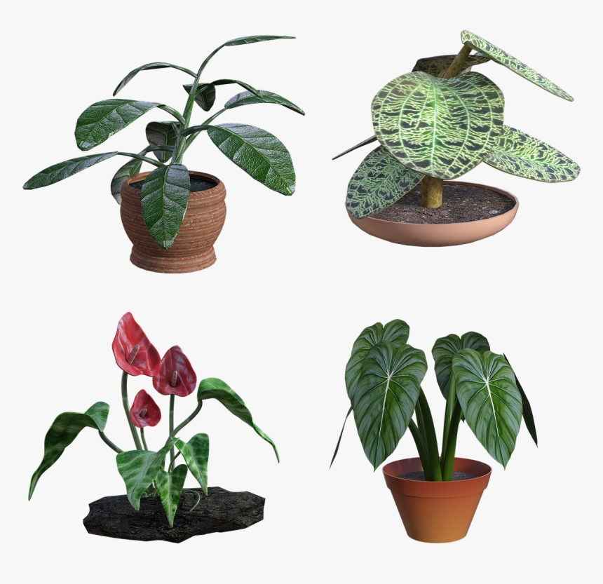 House Plant Png, Transparent Png , Transparent Png Image - PNGitem