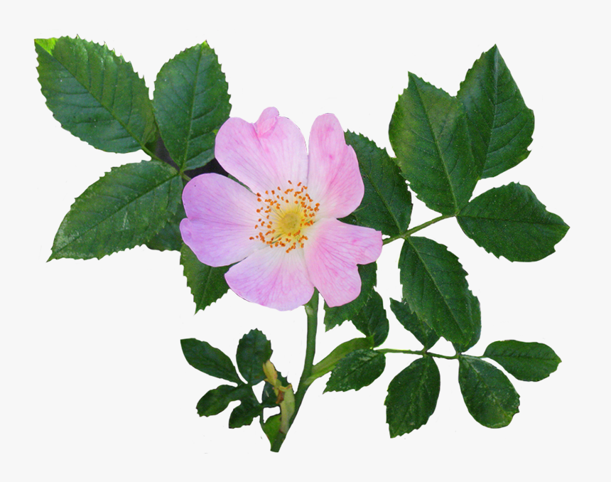 Transparent Single Rose Png, Png Download , Transparent Png Image - PNGitem