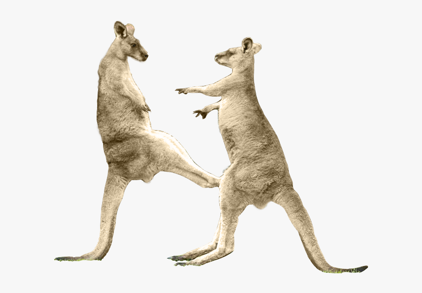 Kangaroo Kick Png , Png Download, Transparent Png , Transparent Png ...