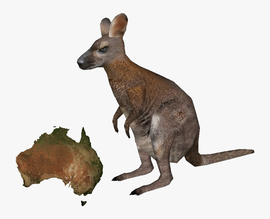 Kangaroo Wallaby Png File, Transparent Png , Transparent Png Image ...
