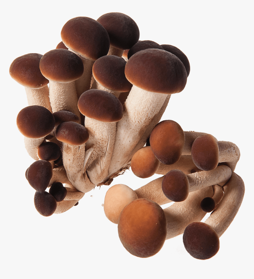 Pioppino, HD Png Download , Transparent Png Image - PNGitem