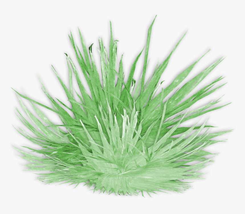 Sweet Grass, HD Png Download , Transparent Png Image - PNGitem