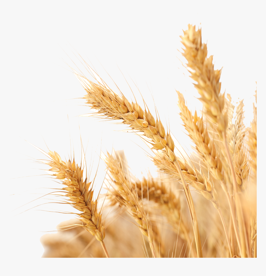 Transparent Wheat Vector Png - Transparent Transparent Background Wheat ...