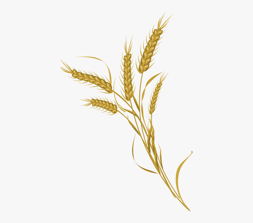 Wheat Transparent Pictures - Transparent Transparent Background Wheat ...