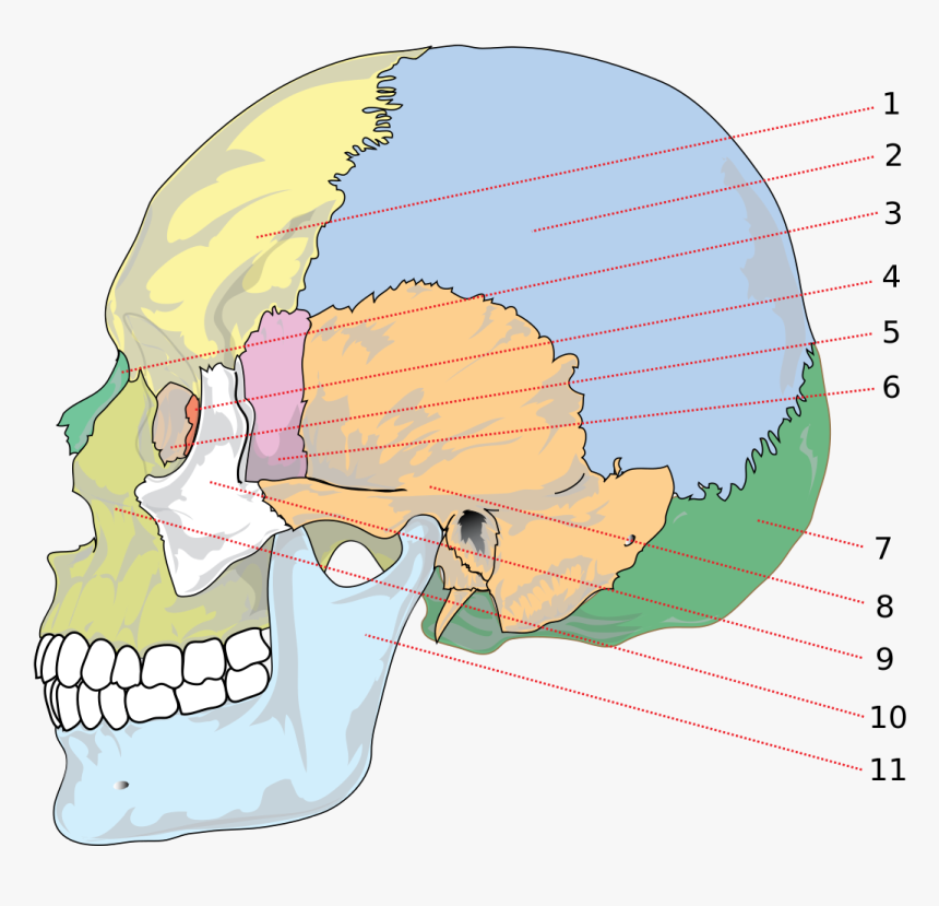 Different Parts Of Head, HD Png Download , Transparent Png Image - PNGitem