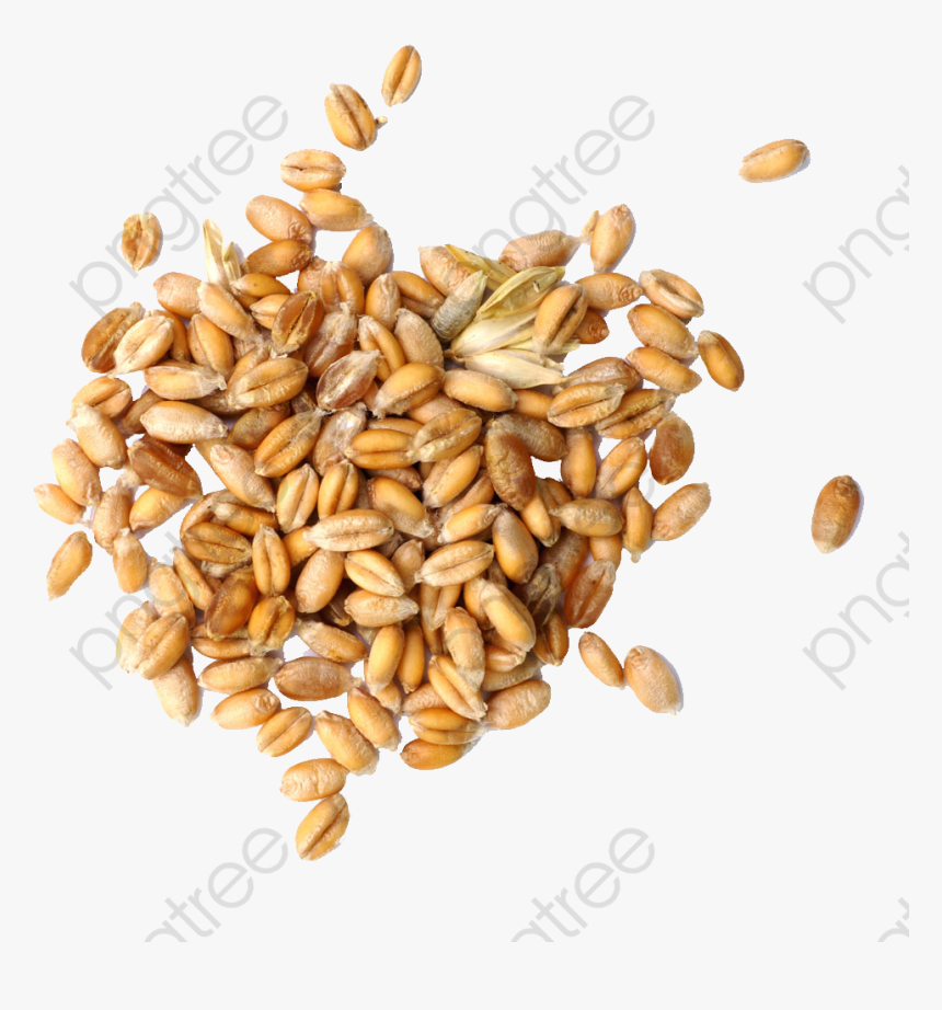 Grains Clipart Various - Wheat Grains Png, Transparent Png ...