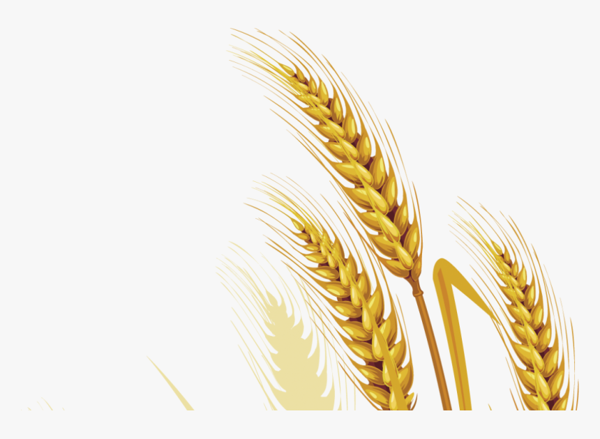 Wheat Vector Free Png Picture - Wheat Vektor, Transparent Png ...