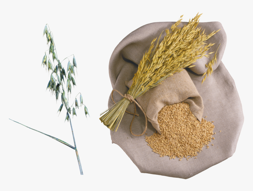 Rice, HD Png Download , Transparent Png Image - PNGitem