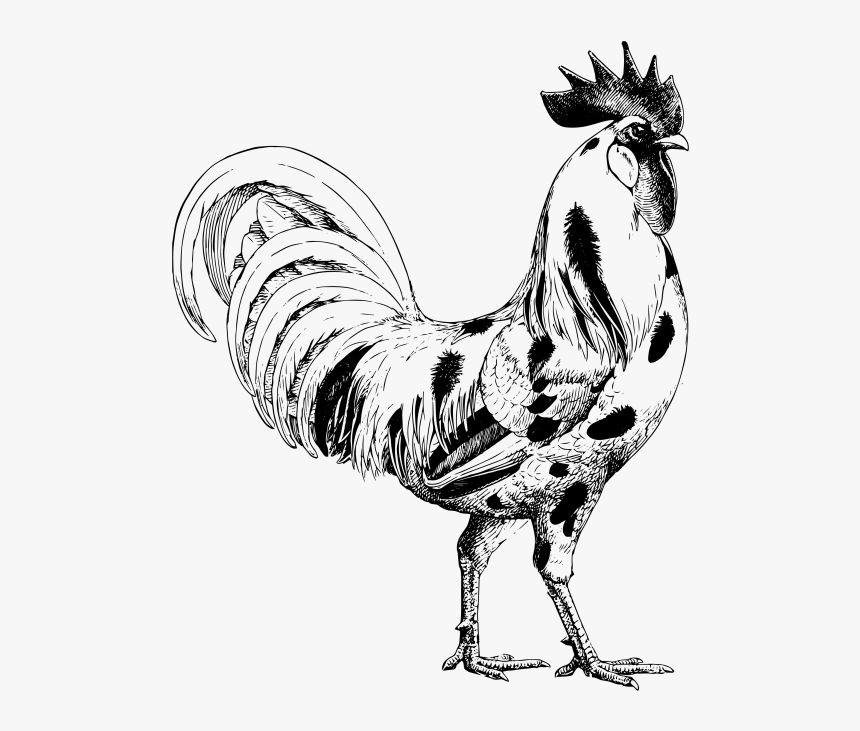 Transparent Chicken Drawing Png - Chicken, Png Download , Transparent ...