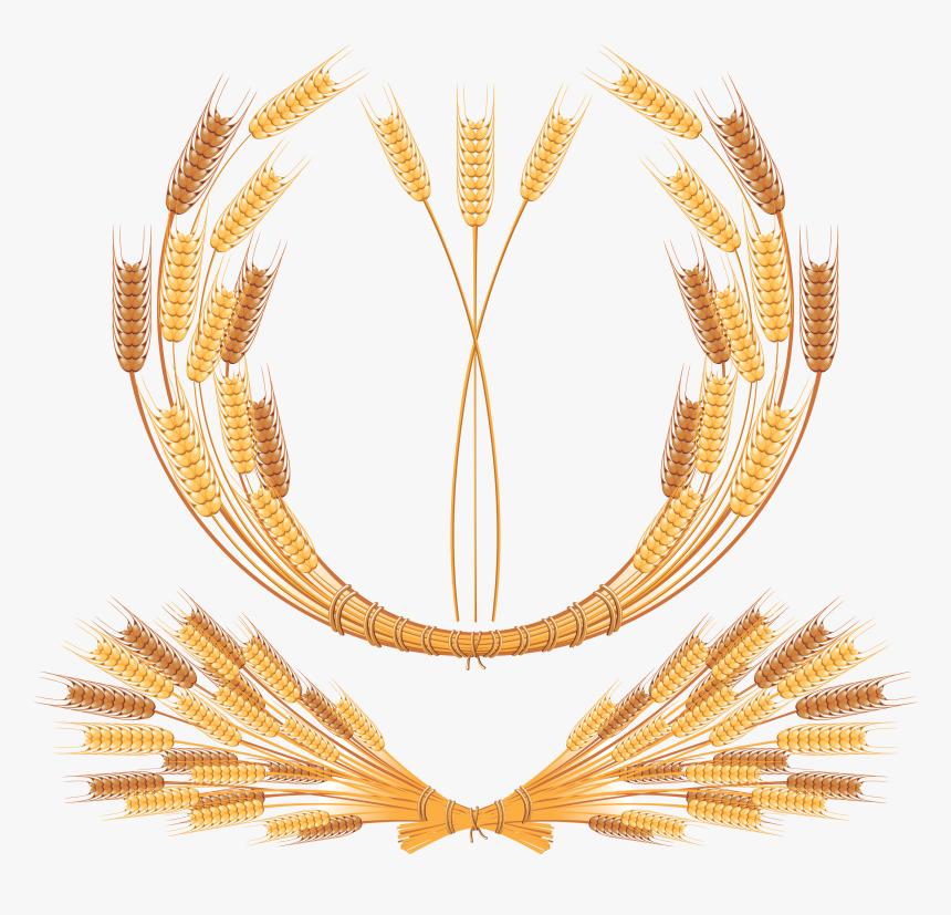 Wheat Png - Vector Wheat Free, Transparent Png , Transparent Png Image ...
