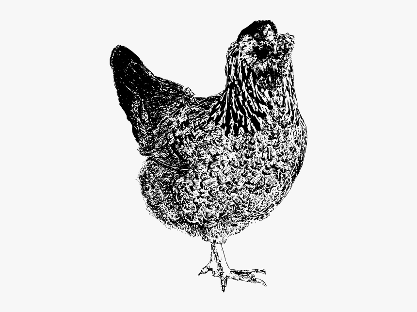 Easter Egger Chicken Drawing, HD Png Download , Transparent Png Image ...