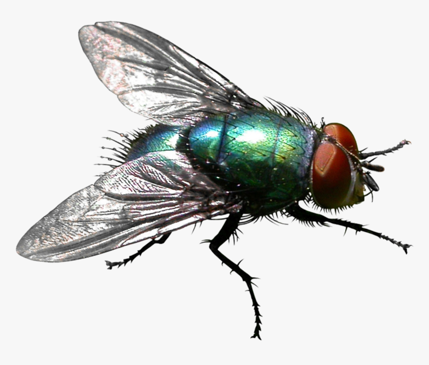Transparent Moscas Png - House Fly Flies Transparent Background, Png ...