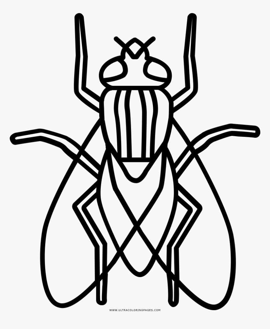 Dibujo De Mosca Para Colorear - Dibujo Para Colorear Mosca, HD Png ...