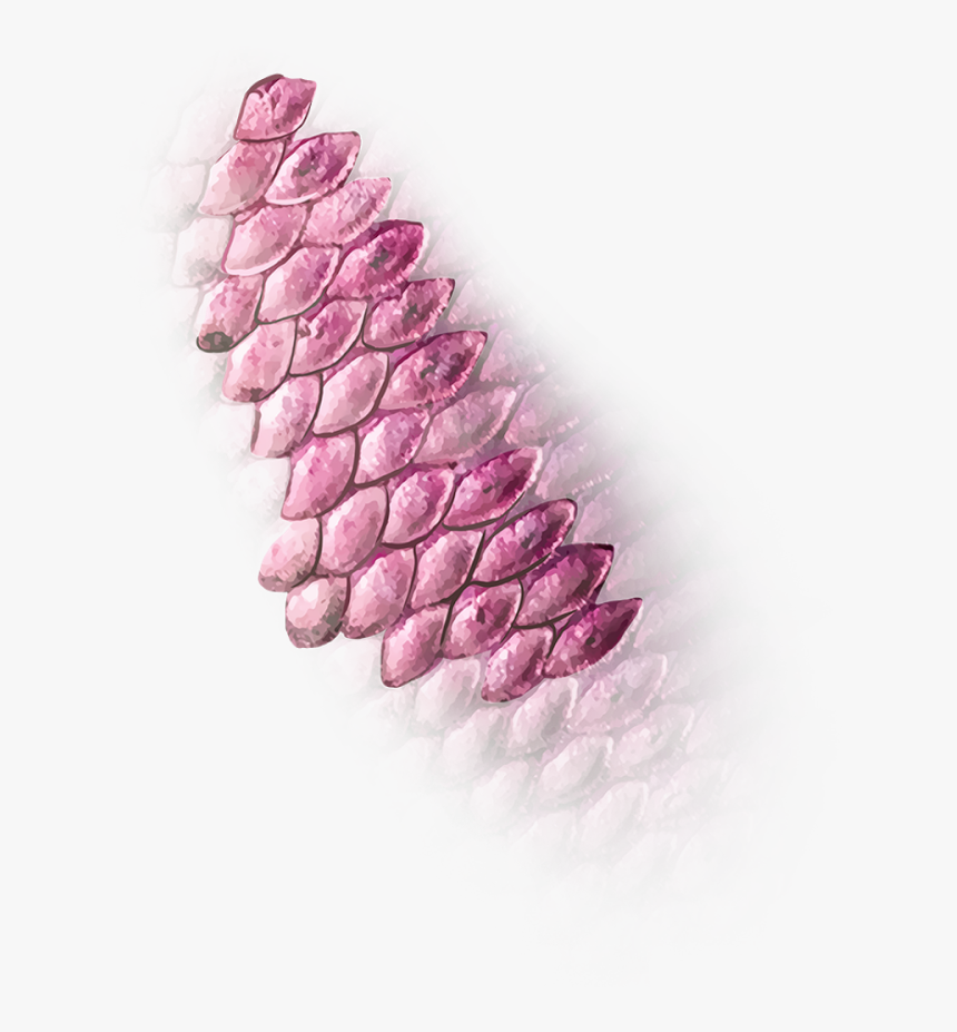 Scales Png, Transparent Png , Transparent Png Image - PNGitem