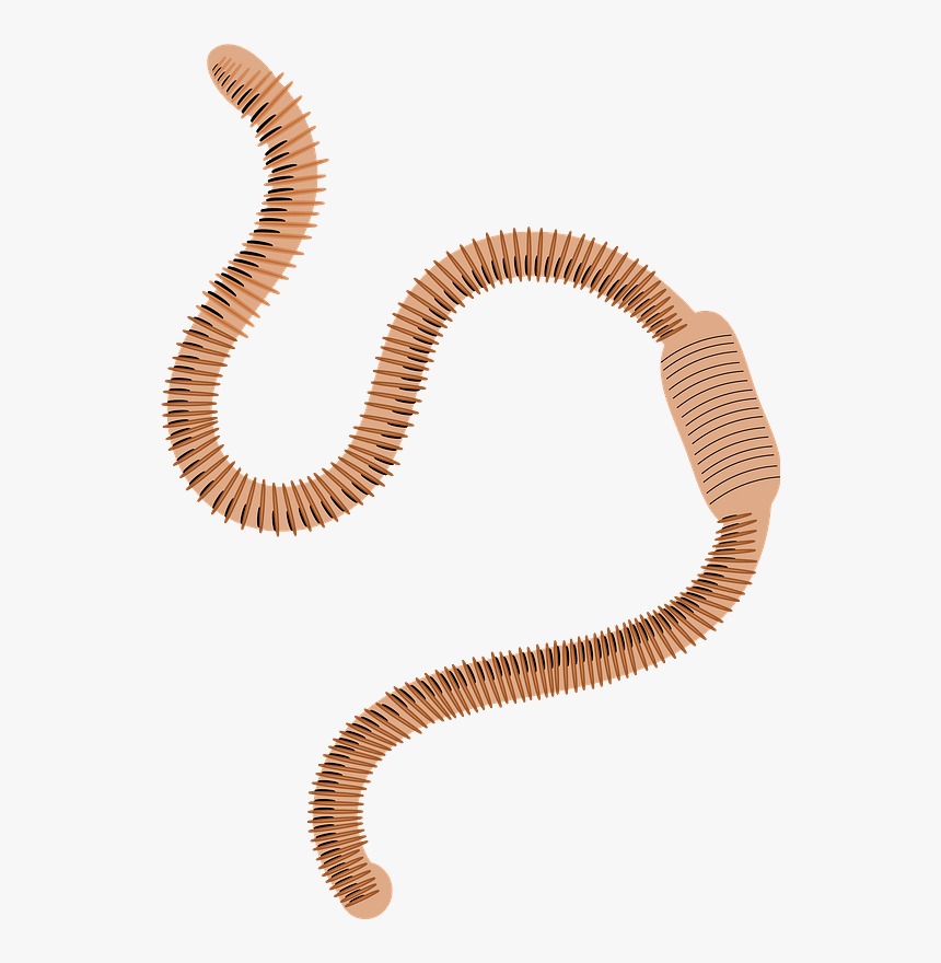 Worm Clipart, HD Png Download , Transparent Png Image - PNGitem