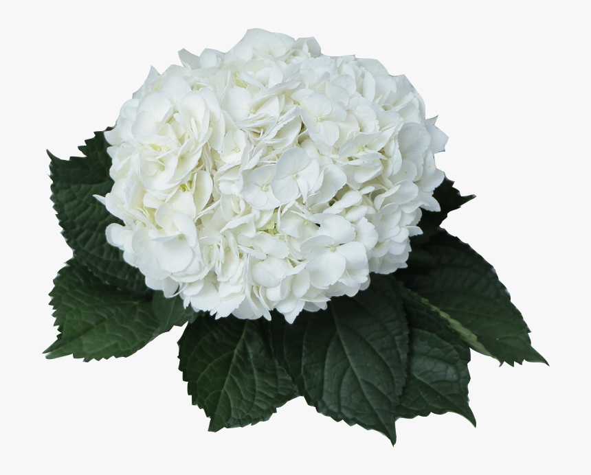 Hydrangea Transparent White, HD Png Download , Transparent Png Image ...