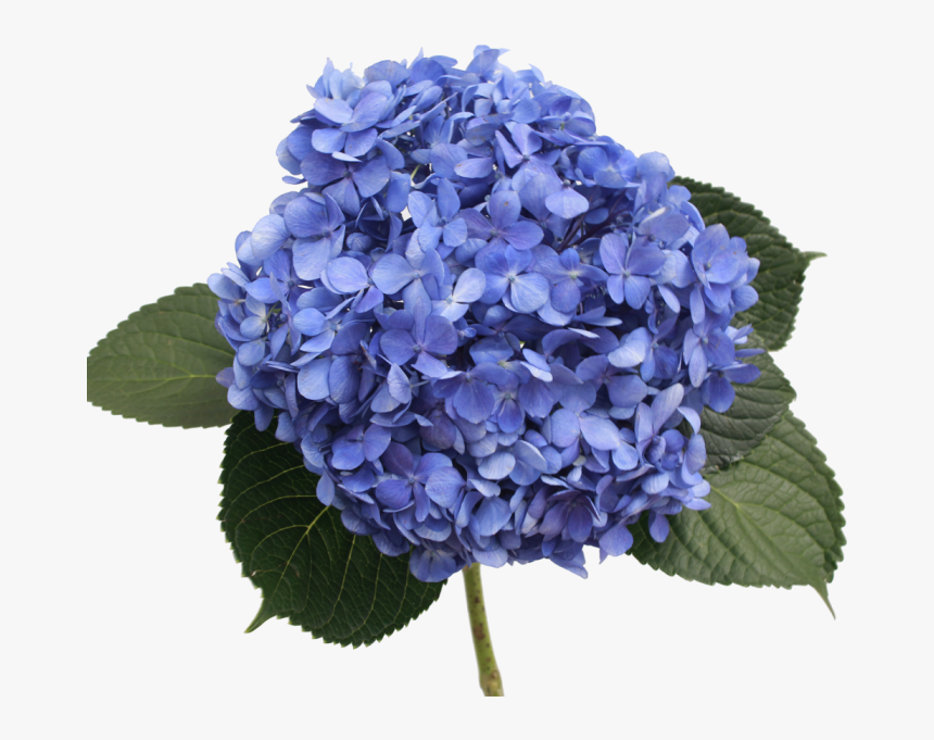 Blue Hydrangea Png, Transparent Png , Transparent Png Image - PNGitem