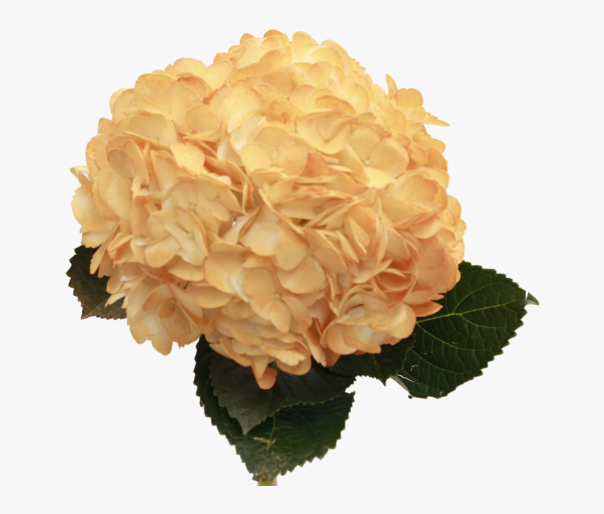 Orange Hydrangea , Png Download, Transparent Png , Transparent Png ...
