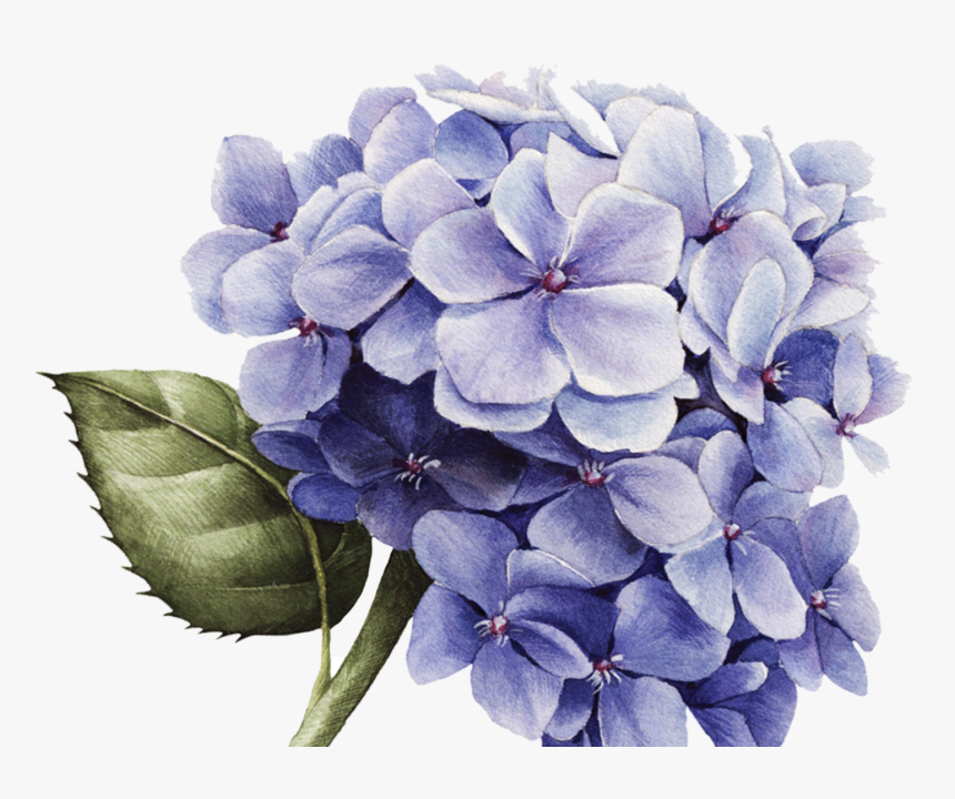 Hydrangea Png, Transparent Png , Transparent Png Image - PNGitem