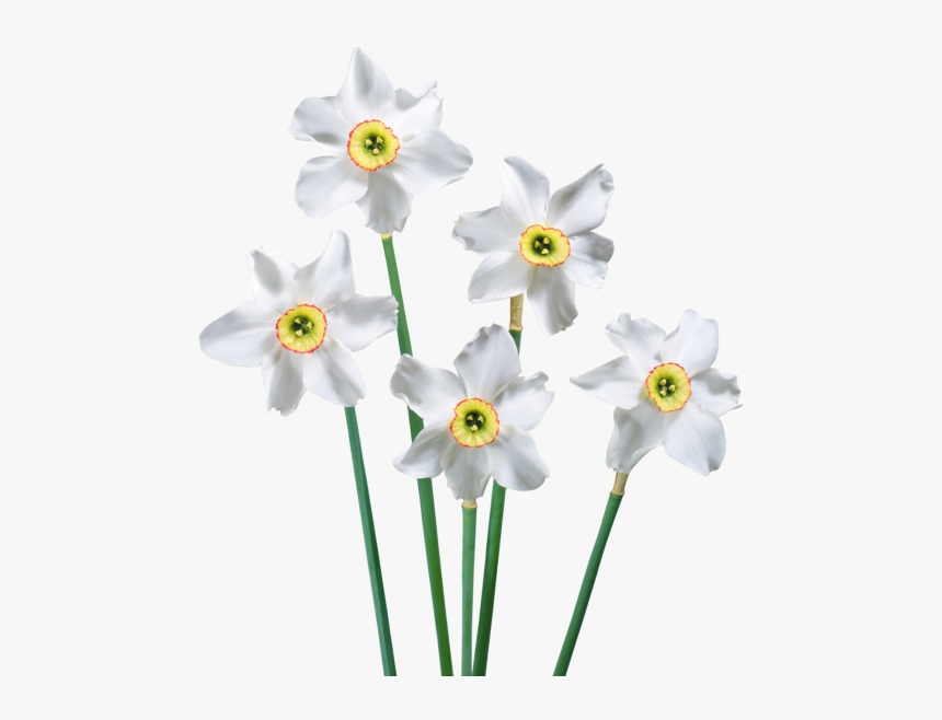 Narcissus Drawing Paperwhite Flower, HD Png Download , Transparent Png ...