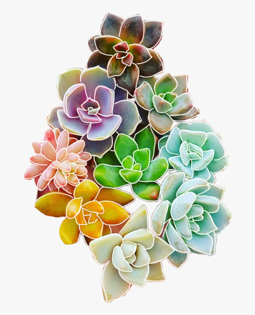 Succulent Plant , Png Download, Transparent Png , Transparent Png Image ...