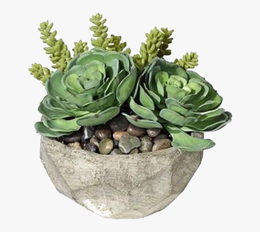 Succulents Png, Transparent Png , Transparent Png Image - PNGitem