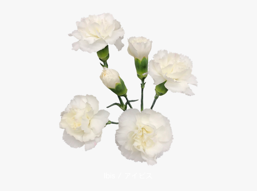 Colibri Flowers Minicarnation Ibis, Grower Of Carnations,, HD Png ...
