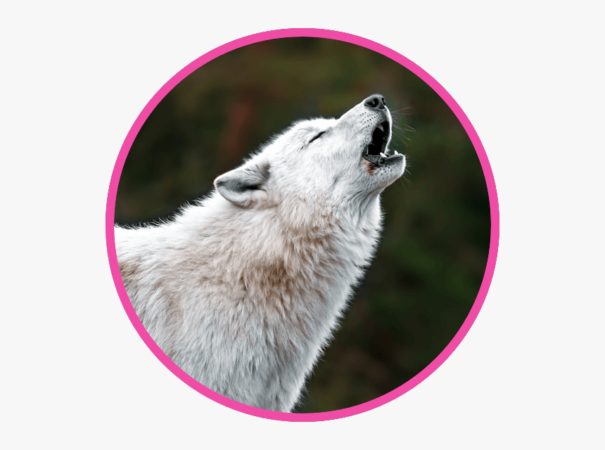 Wolf Howling Png, Transparent Png , Transparent Png Image - PNGitem