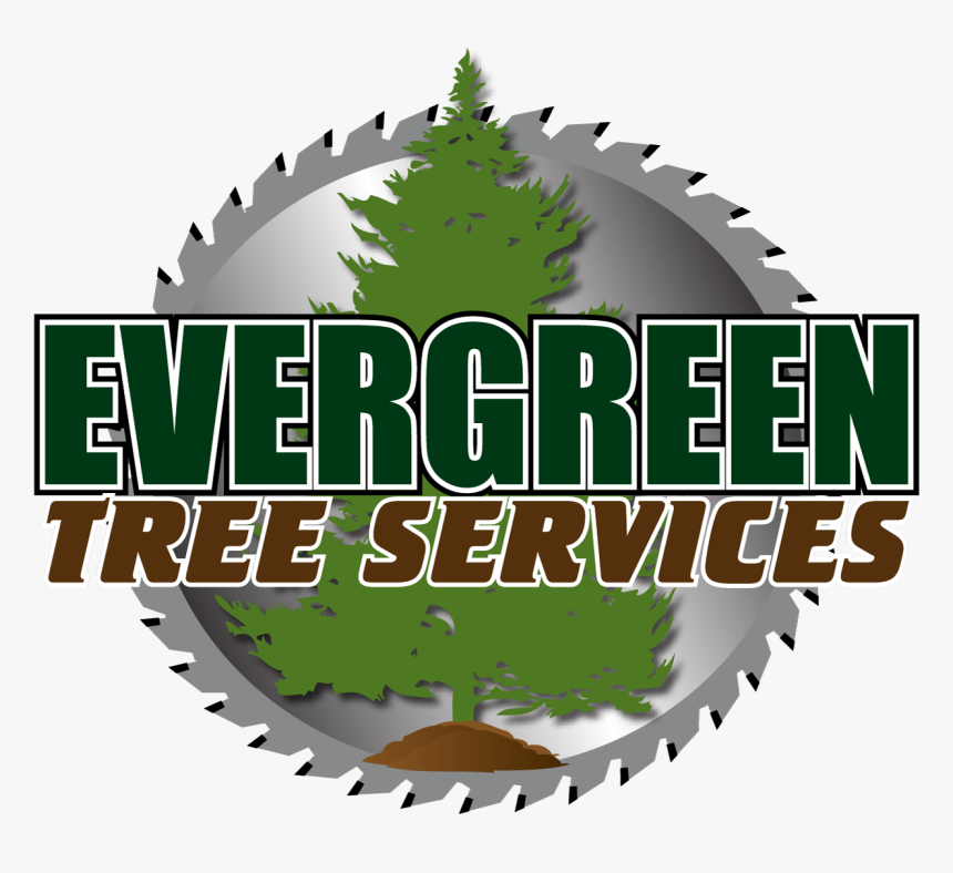 Evergreen Tree Service Logo, HD Png Download , Transparent Png Image ...