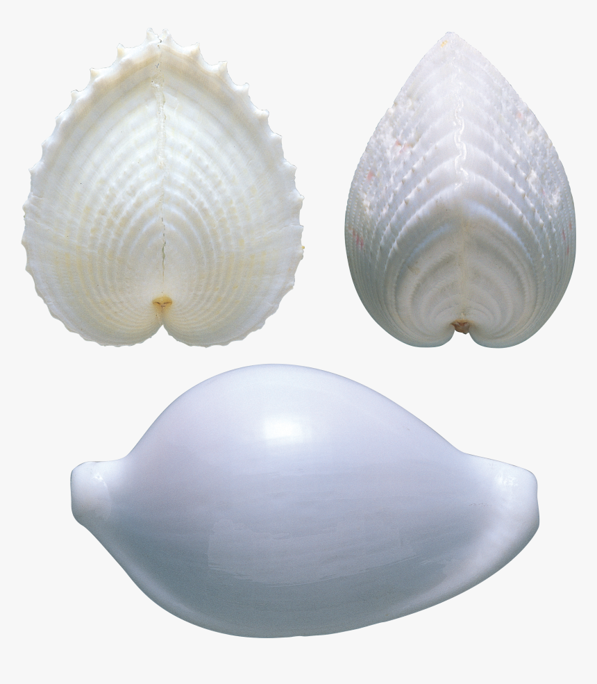 Seashell Png, Transparent Png , Transparent Png Image - PNGitem