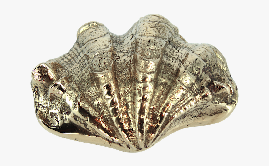 Clam Png, Transparent Png , Transparent Png Image - PNGitem