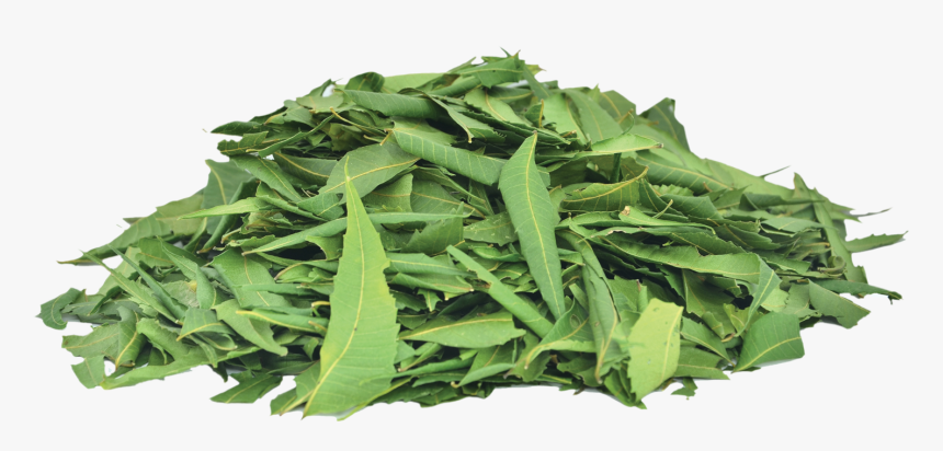 Neem Tree Png, Transparent Png , Transparent Png Image - PNGitem