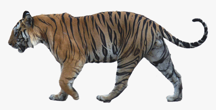 Walking Tiger Png Image Background, Transparent Png , Transparent Png ...
